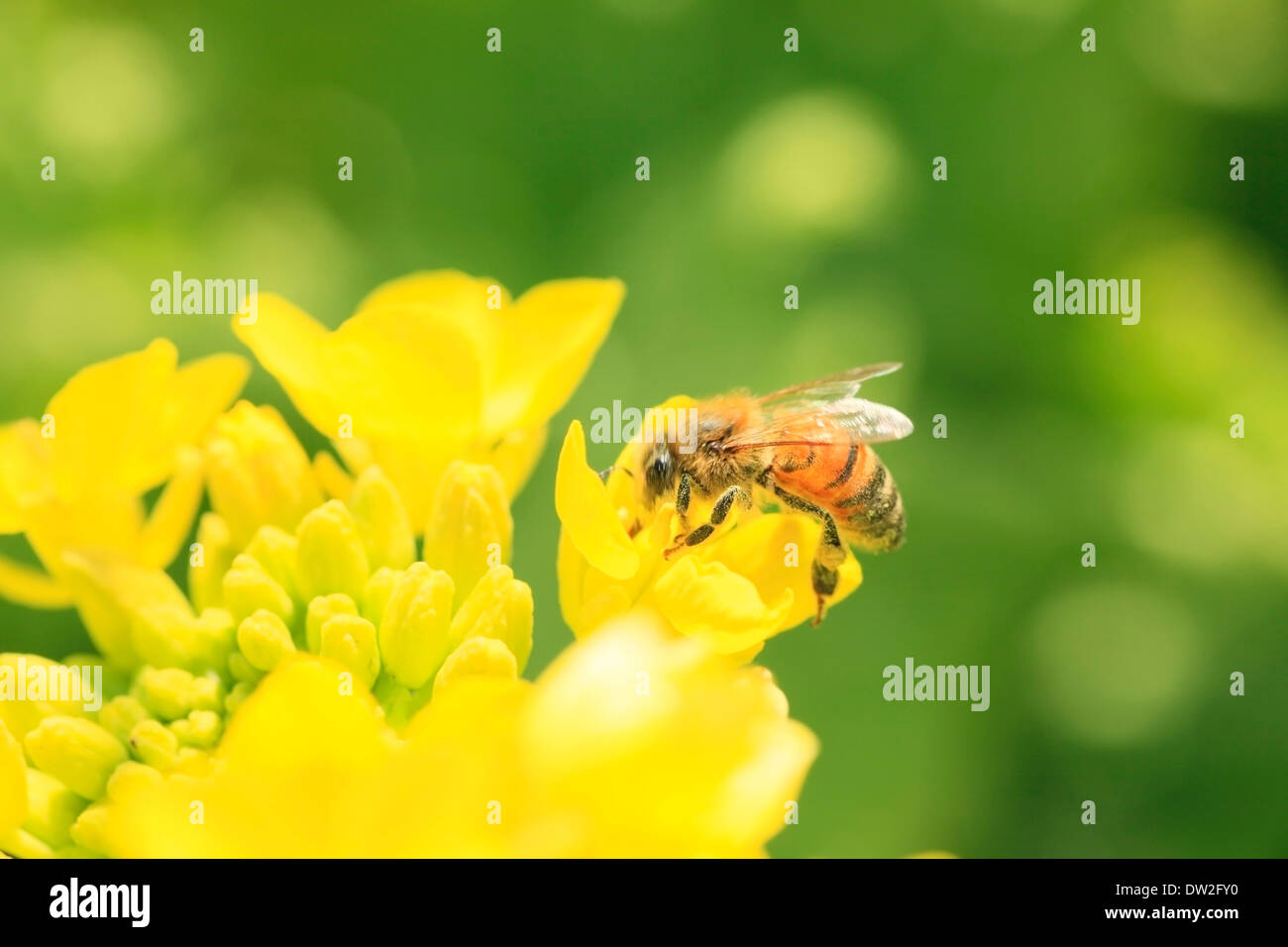 Bee On Mustard Flower High Resolution Stock Photography and Images - Alamy