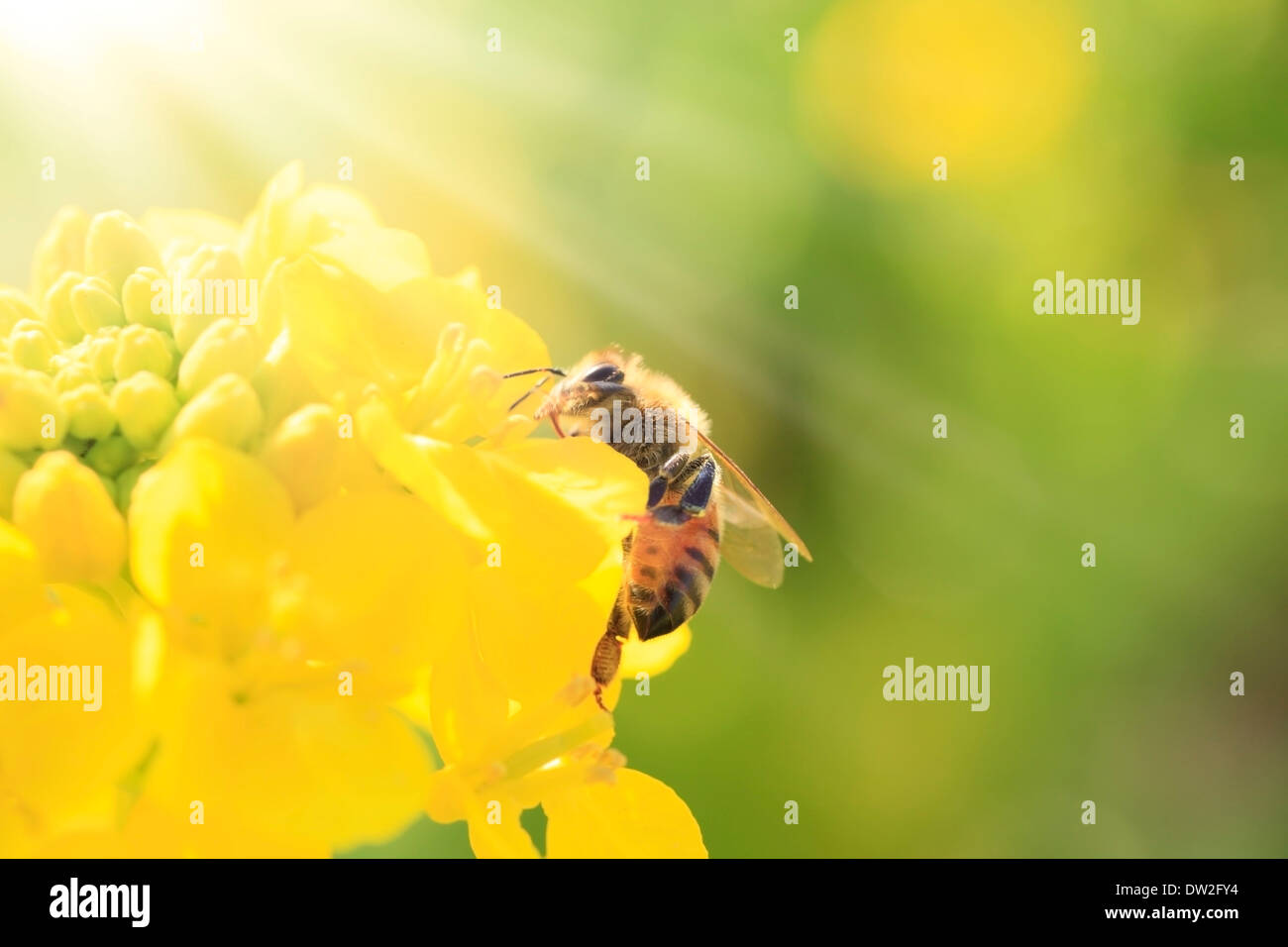Bee on mustard flower hi-res stock photography and images - Alamy