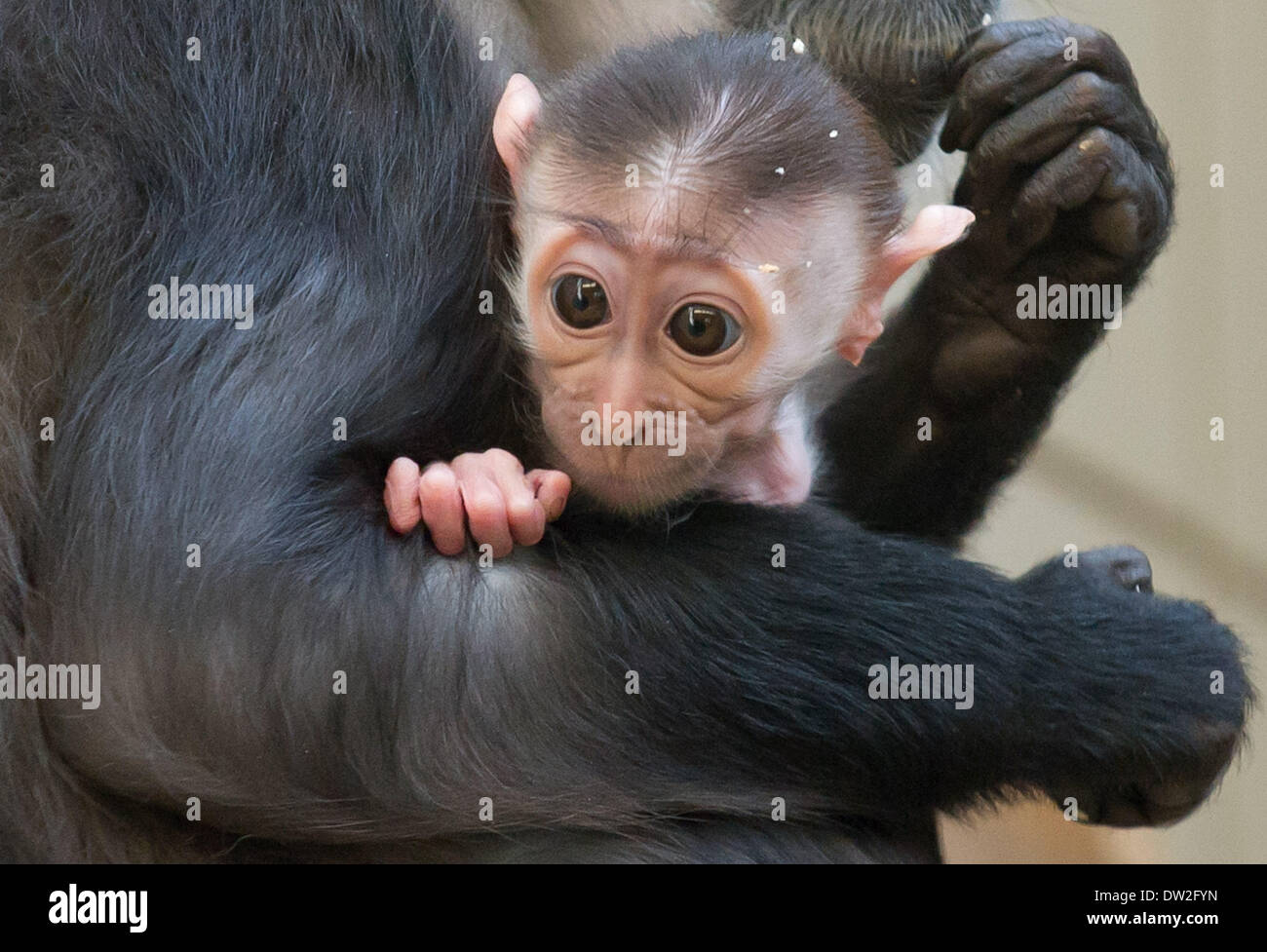 Berlin, Germany. 25th Feb, 2014. Female collared mangabey Sina holds ...