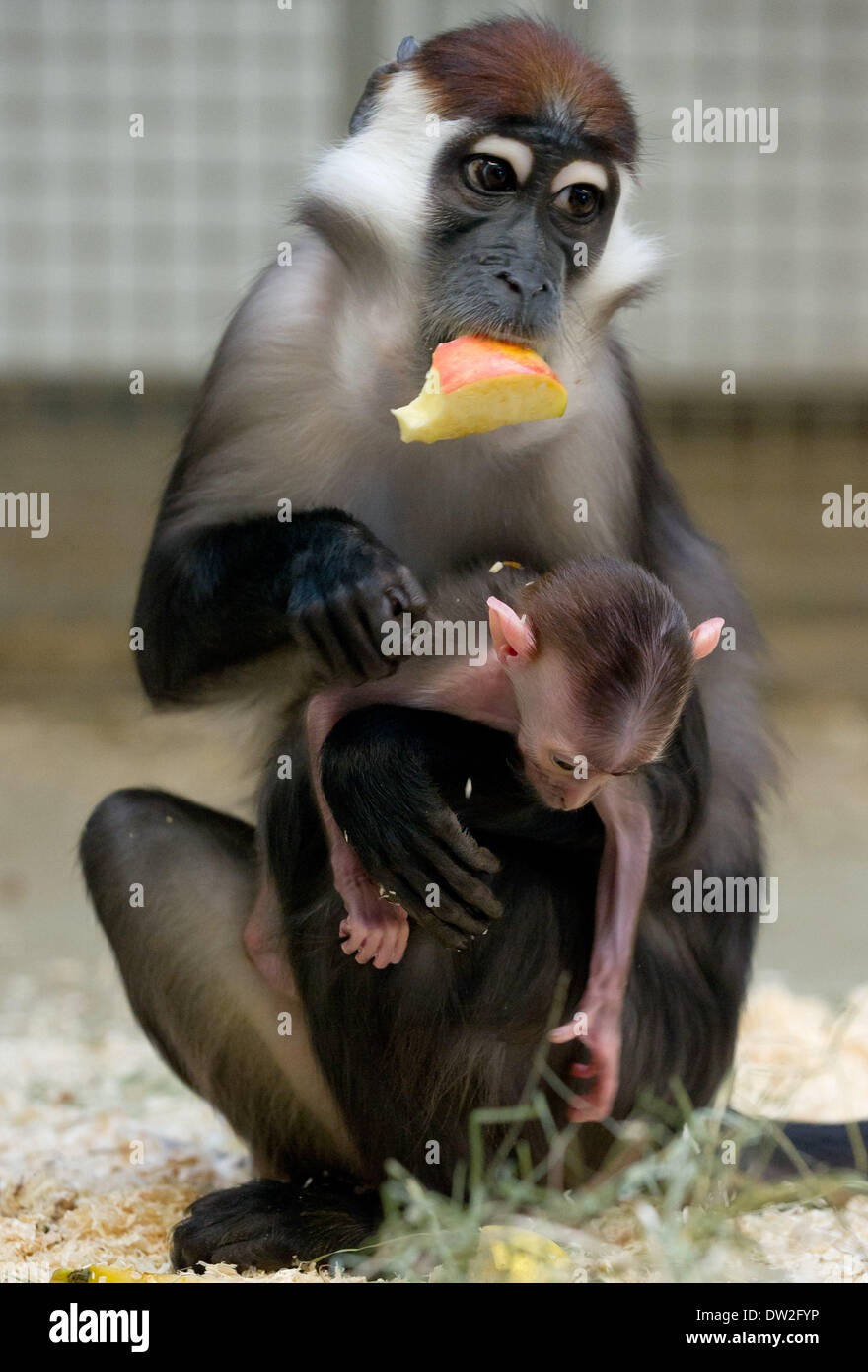 Berlin, Germany. 25th Feb, 2014. Female collared mangabey Sina holds ...