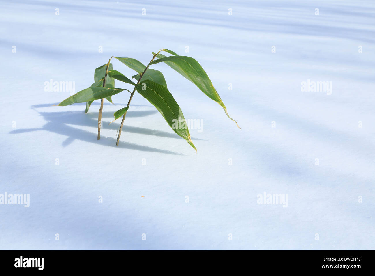 Bamboo plant from japan hi-res stock photography and images - Alamy