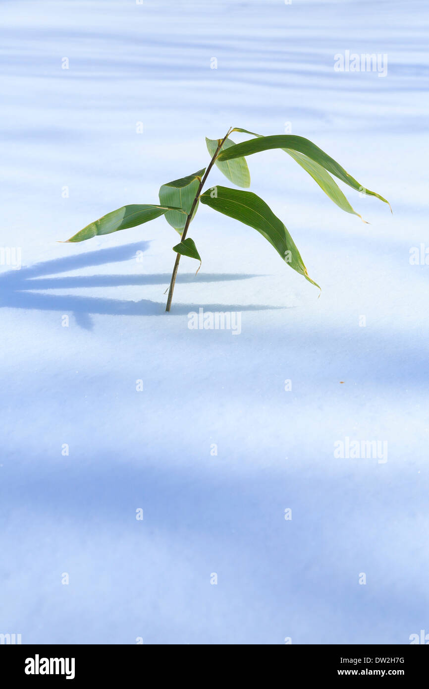 Bamboo plant from japan hi-res stock photography and images - Alamy