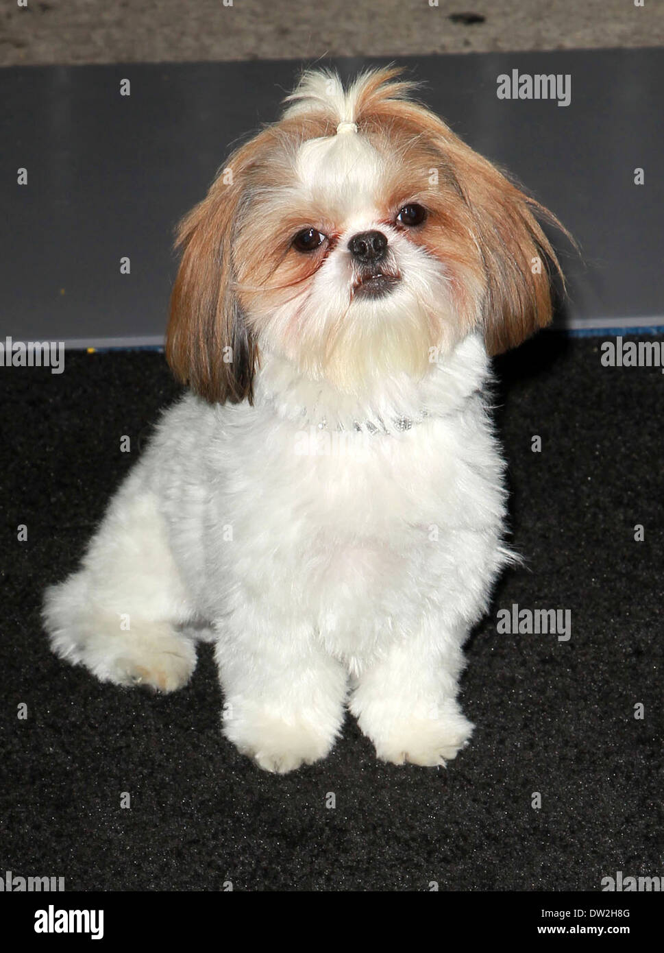 Bonnie the dog "Seven Psychopaths" - Los Angeles Premiere - Arrivals at ...