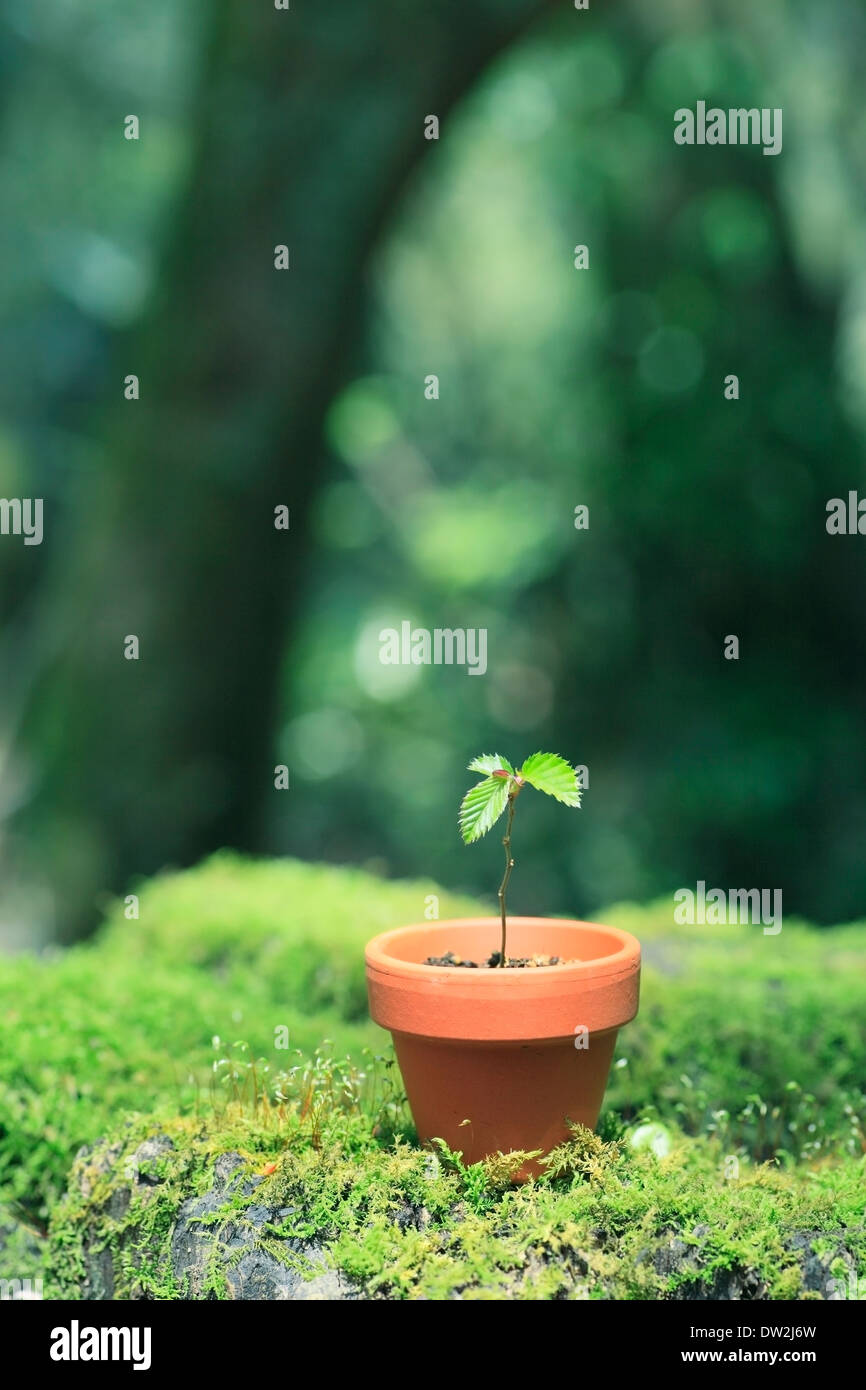 Tree stump sprouting hi-res stock photography and images - Alamy