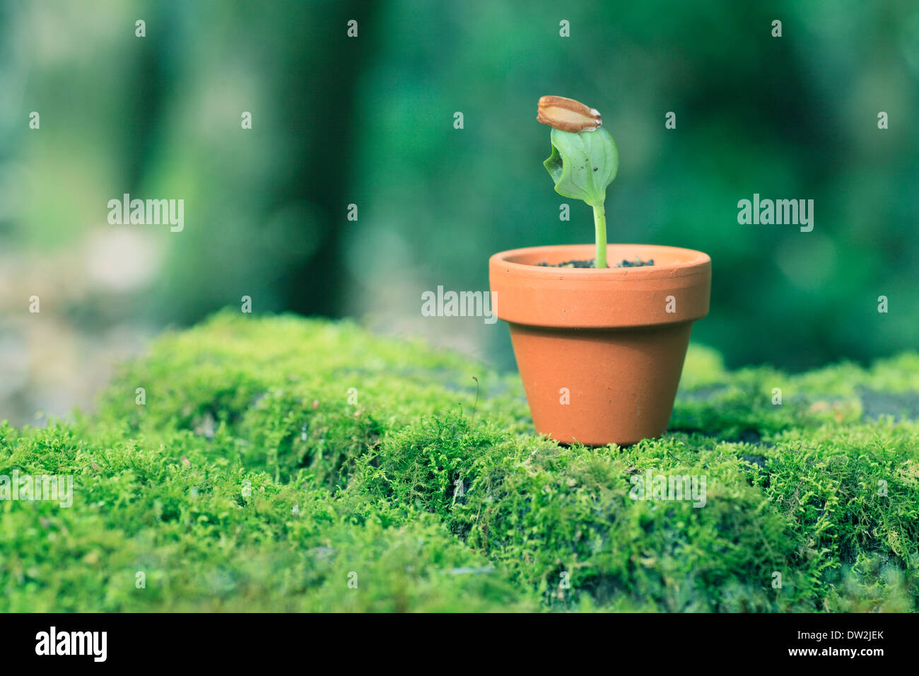 Double early species hi-res stock photography and images - Alamy