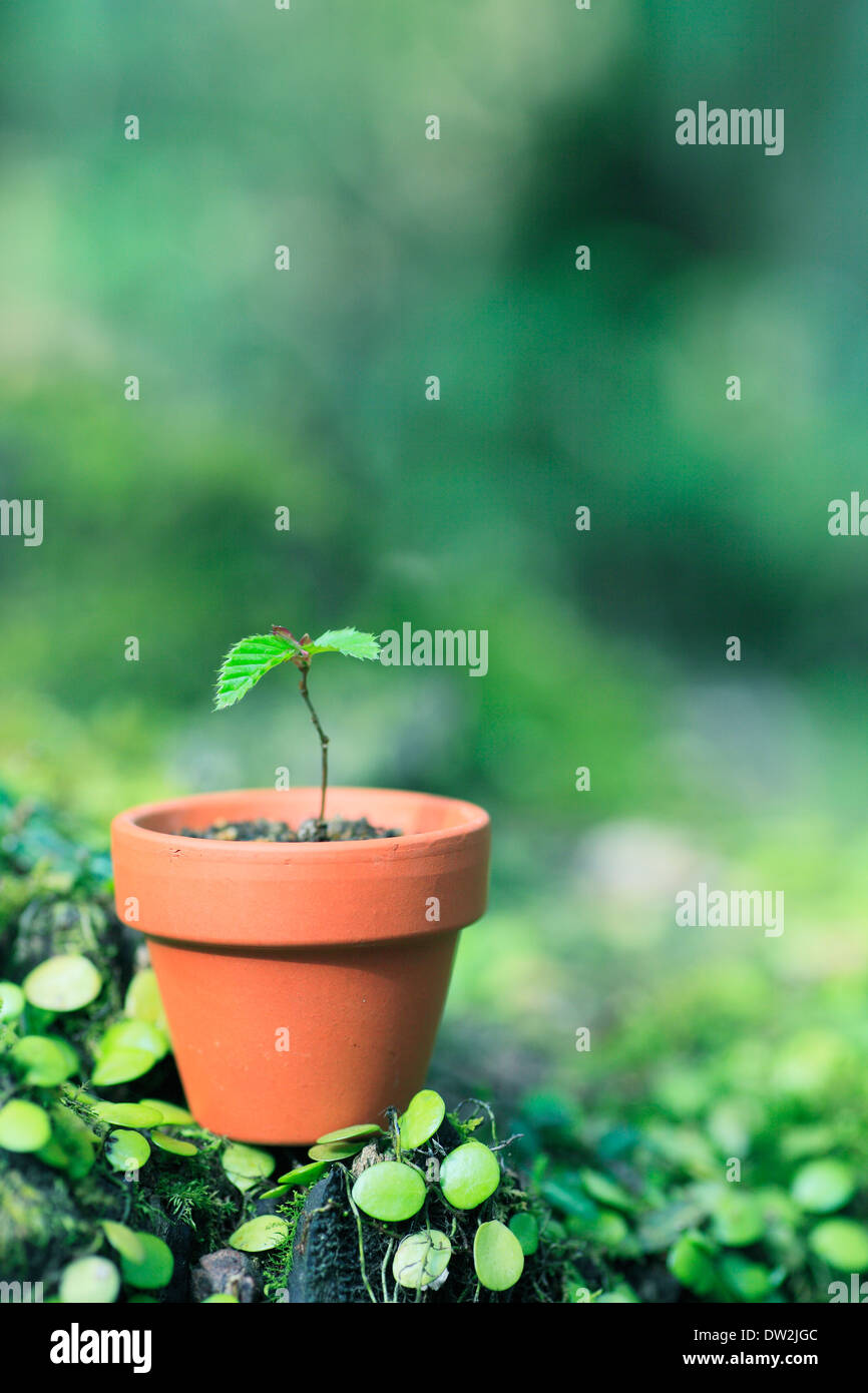 Stump sprouting hi-res stock photography and images - Alamy