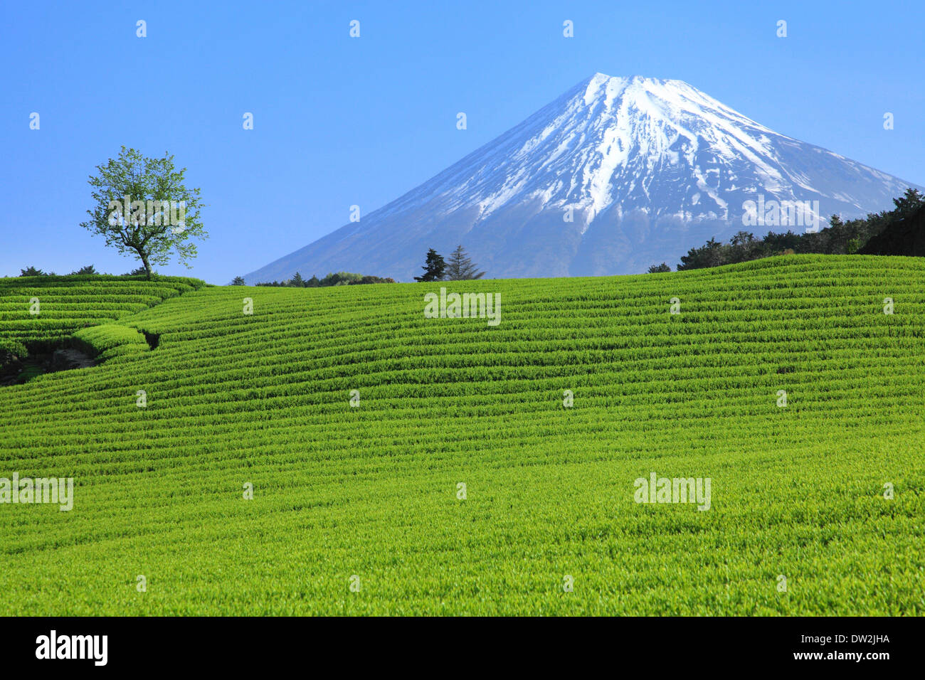Obuchi hi-res stock photography and images - Alamy