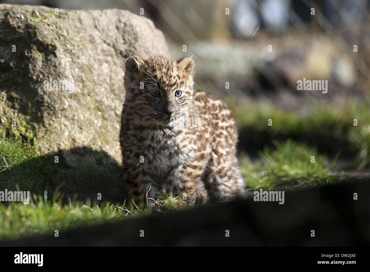 HANDOUT - A handout photo by the Serengeti-Park and dated 20 February ...