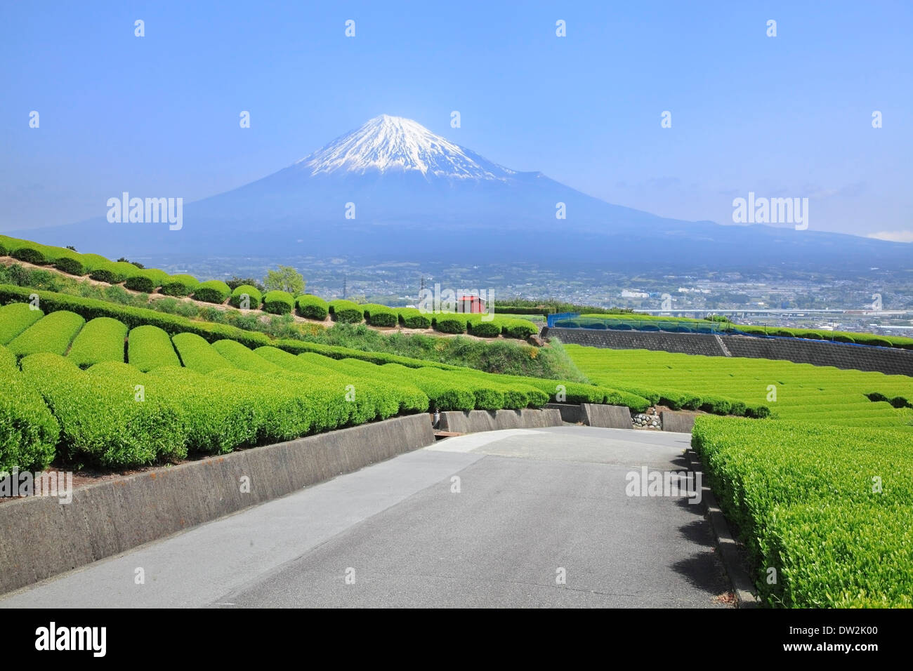Green tea plantation and mount fuji hi-res stock photography and images ...
