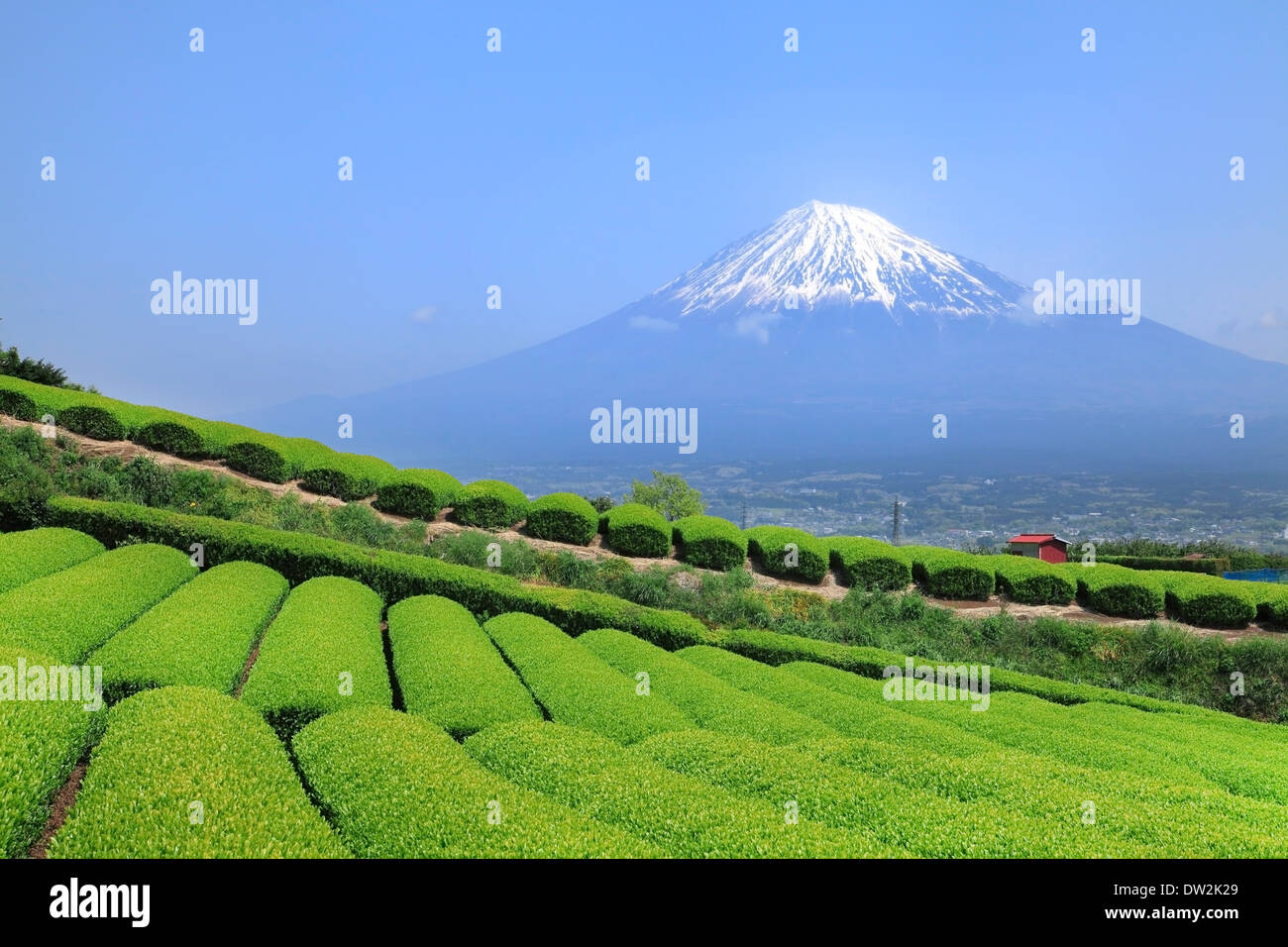 Green tea plantation and mount fuji hi-res stock photography and images ...