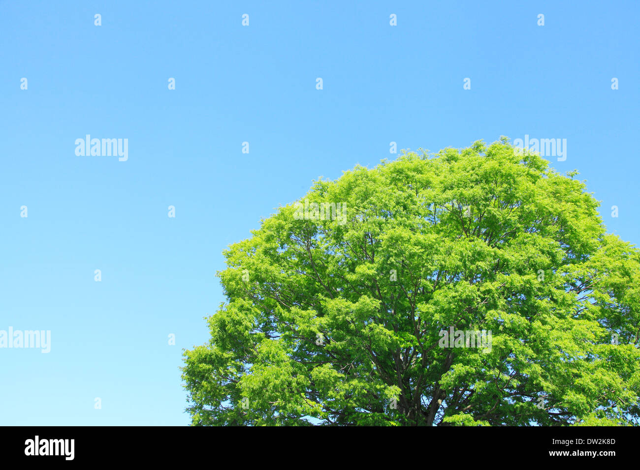 Tree and sky Stock Photo - Alamy