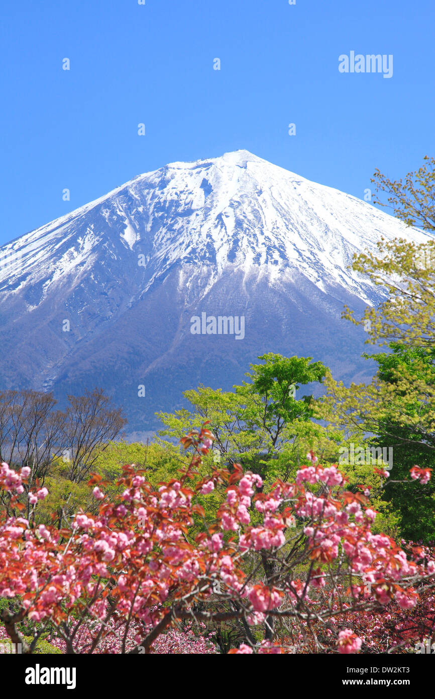 Prunus mount fuji hi-res stock photography and images - Alamy