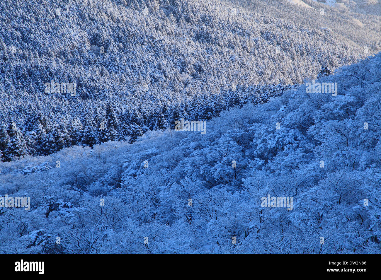 Snow at Izu Peninsula, Shizuoka Prefecture Stock Photo - Alamy