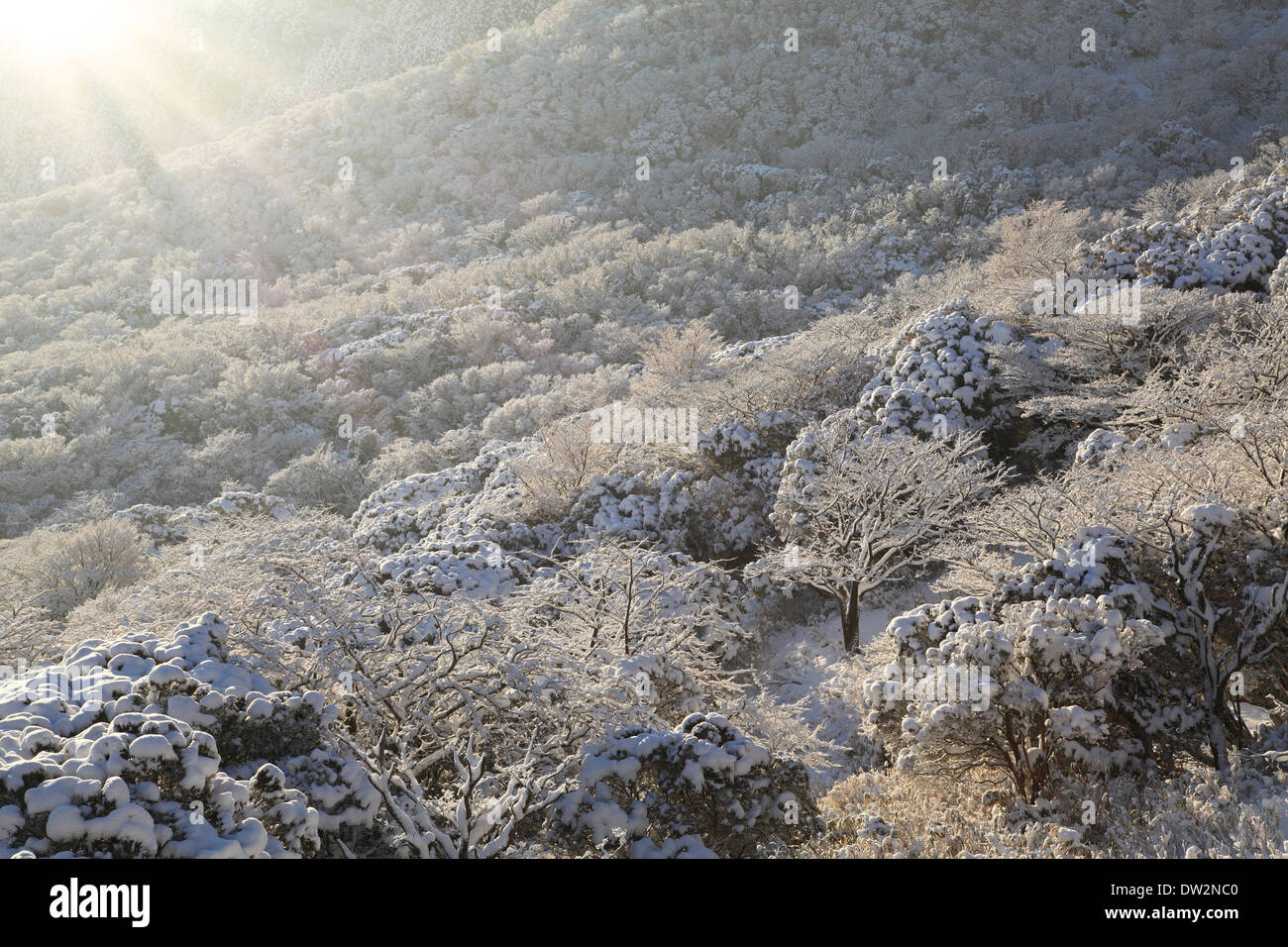 Snow at Izu Peninsula, Shizuoka Prefecture Stock Photo - Alamy