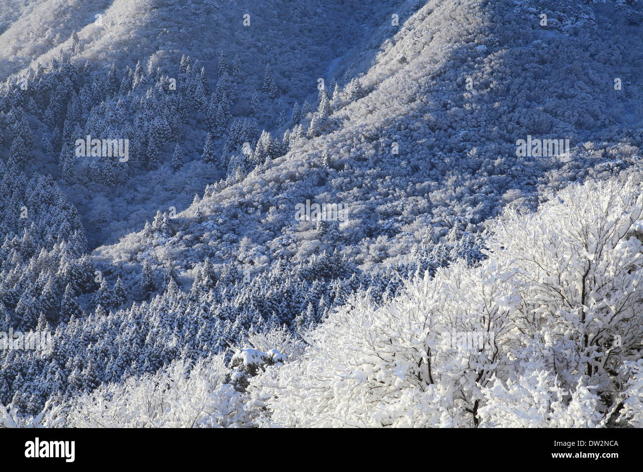 Snow at Izu Peninsula, Shizuoka Prefecture Stock Photo - Alamy