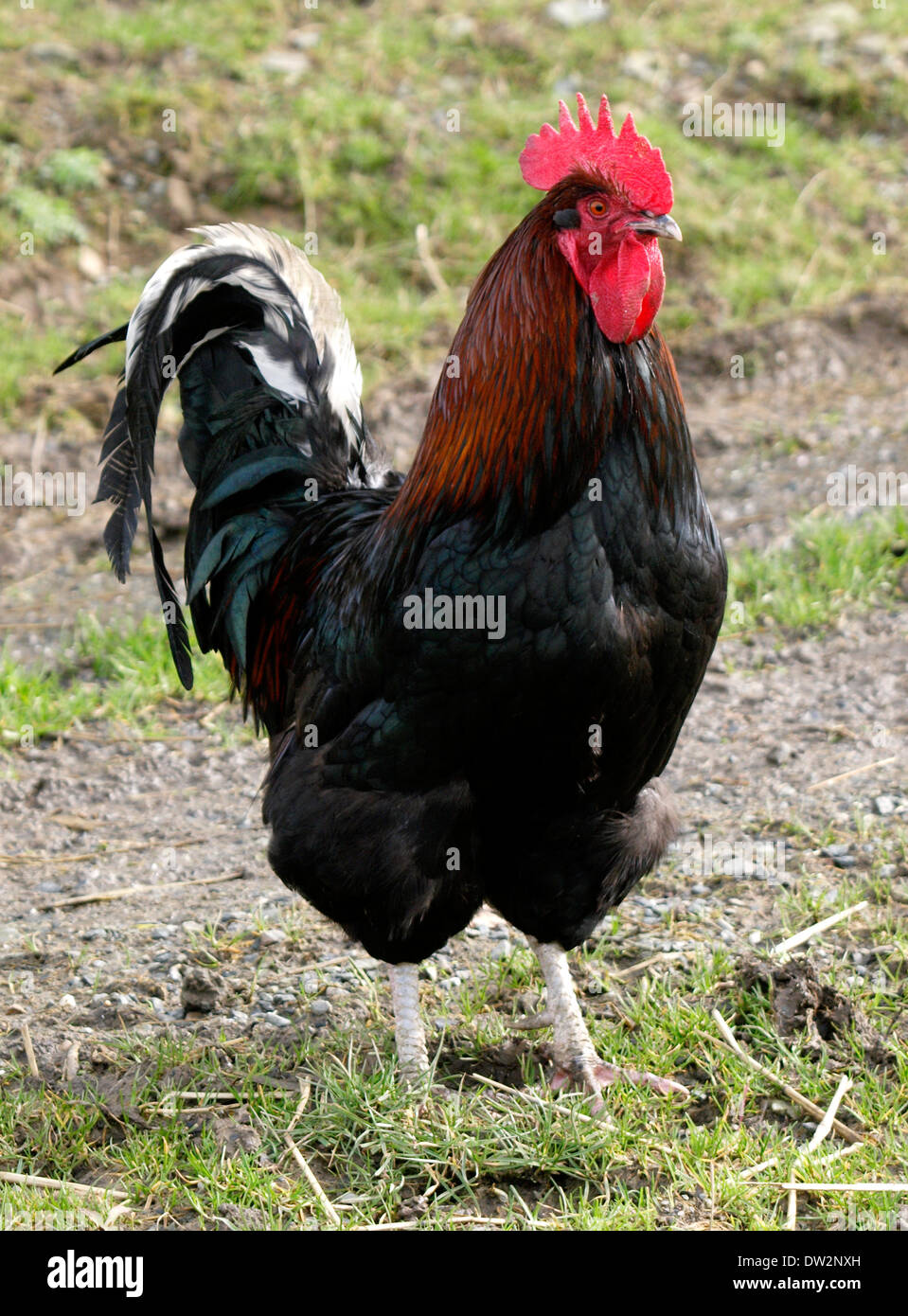 Cockerel rooster hi-res stock photography and images - Alamy