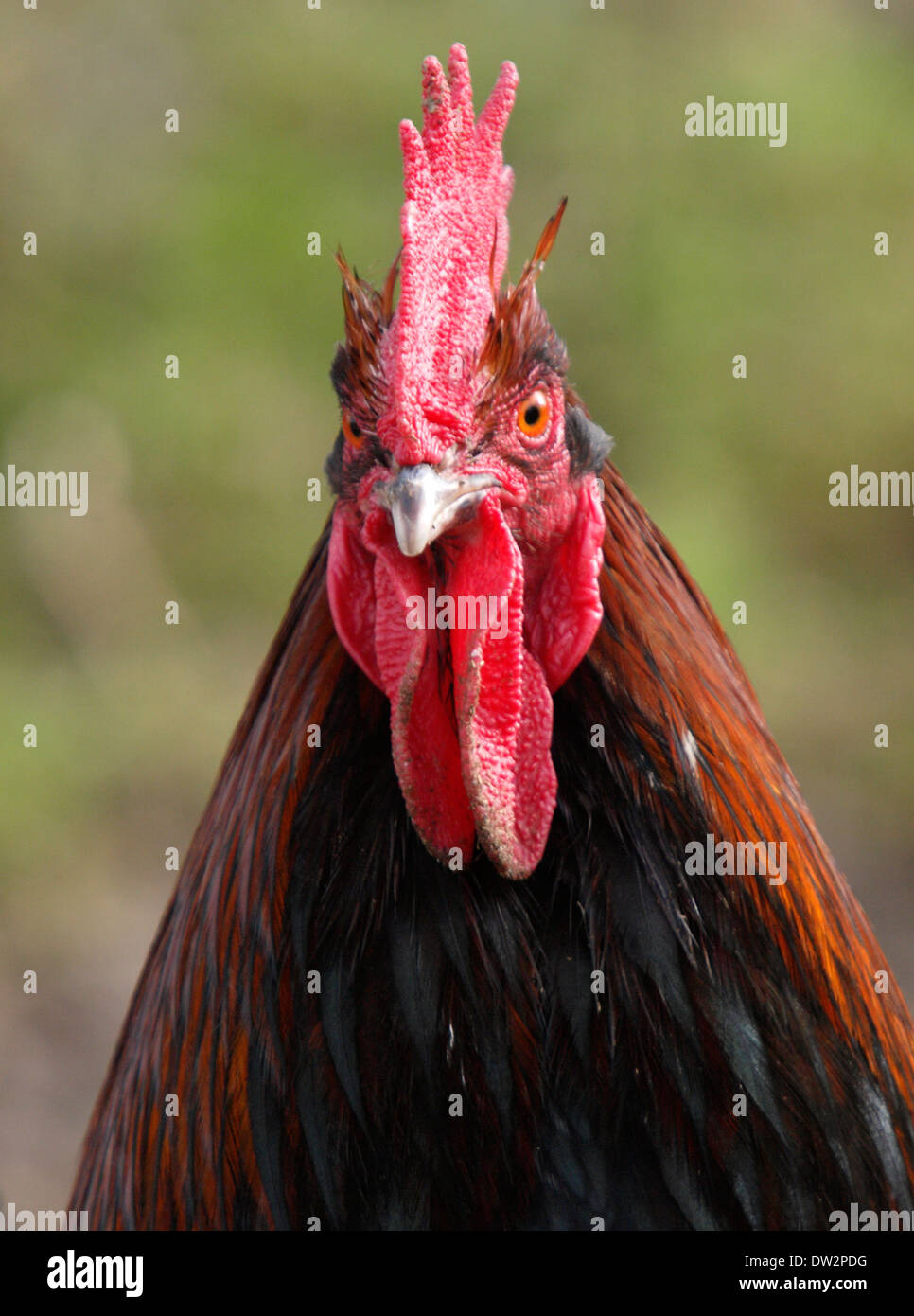 Cockerel head hi-res stock photography and images - Alamy