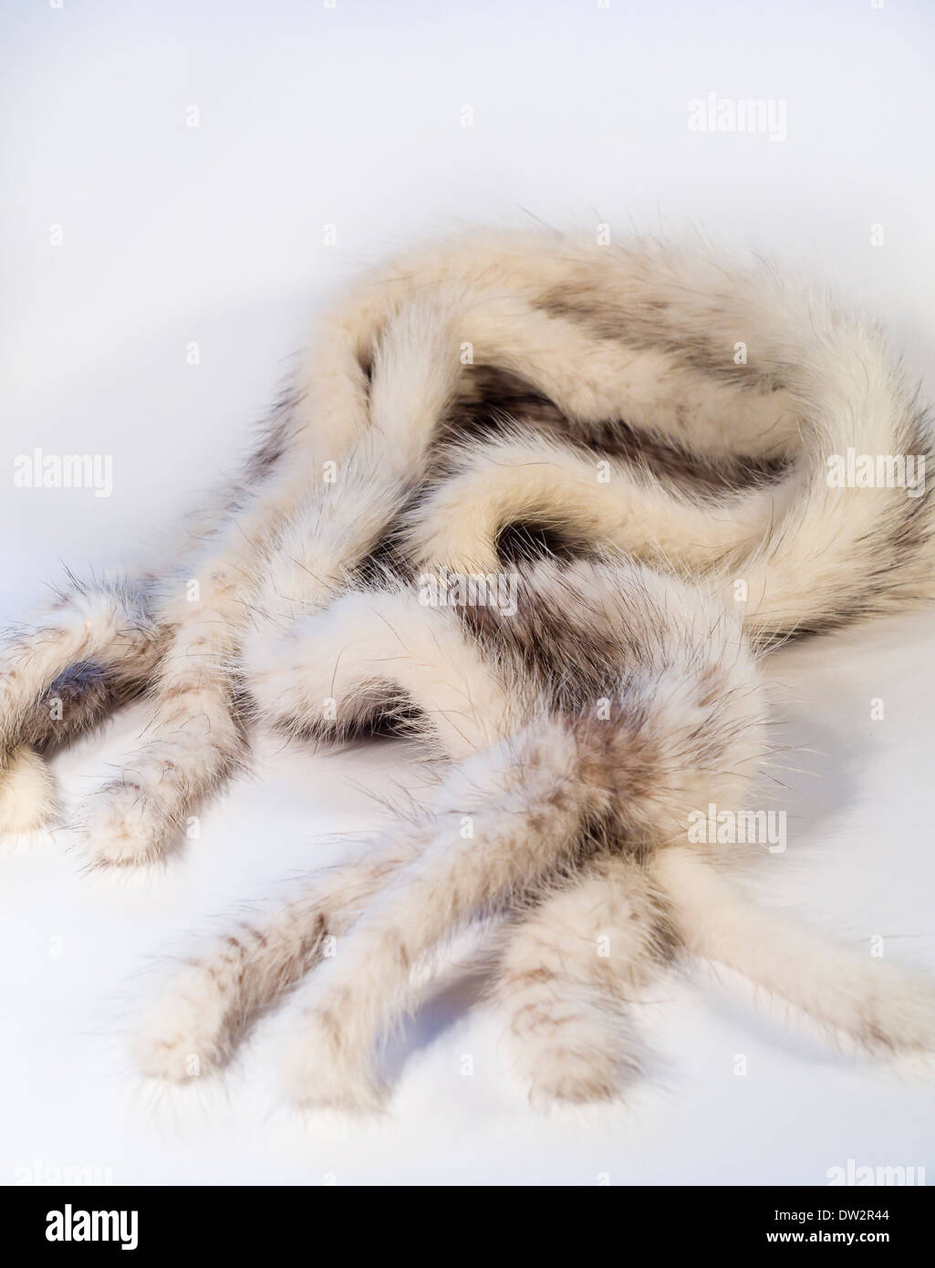 American mink russia hi-res stock photography and images - Alamy