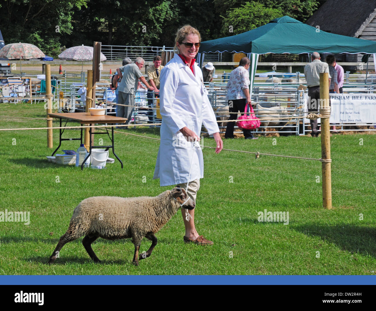 Sheep in ring hi-res stock photography and images - Alamy