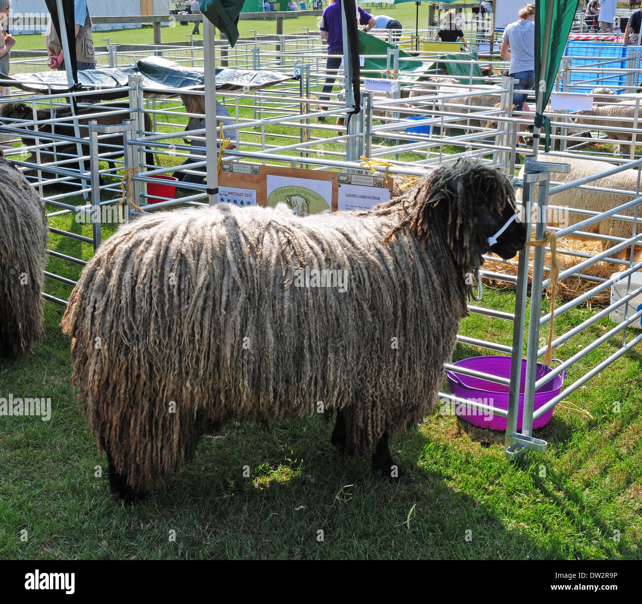 Leicester Longwool Sheep High Resolution Stock Photography and Images ...