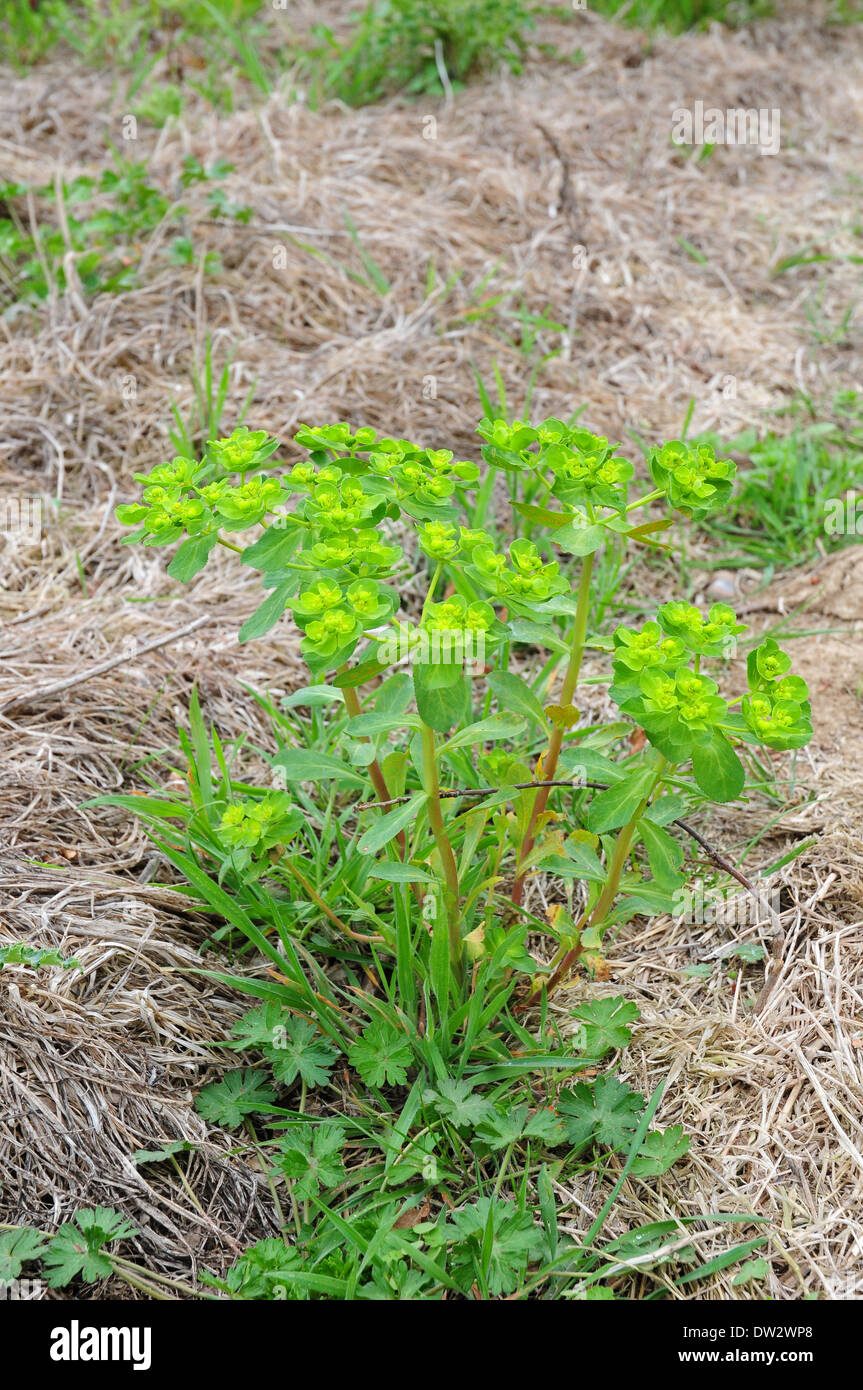Sun Spurge Euphorbia helioscopia growing on a field margin Stock Photo ...