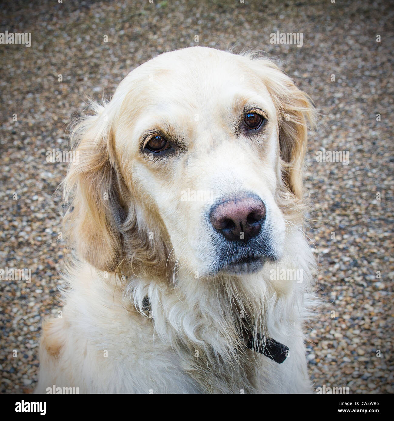 Golden face hi-res stock photography and images - Alamy