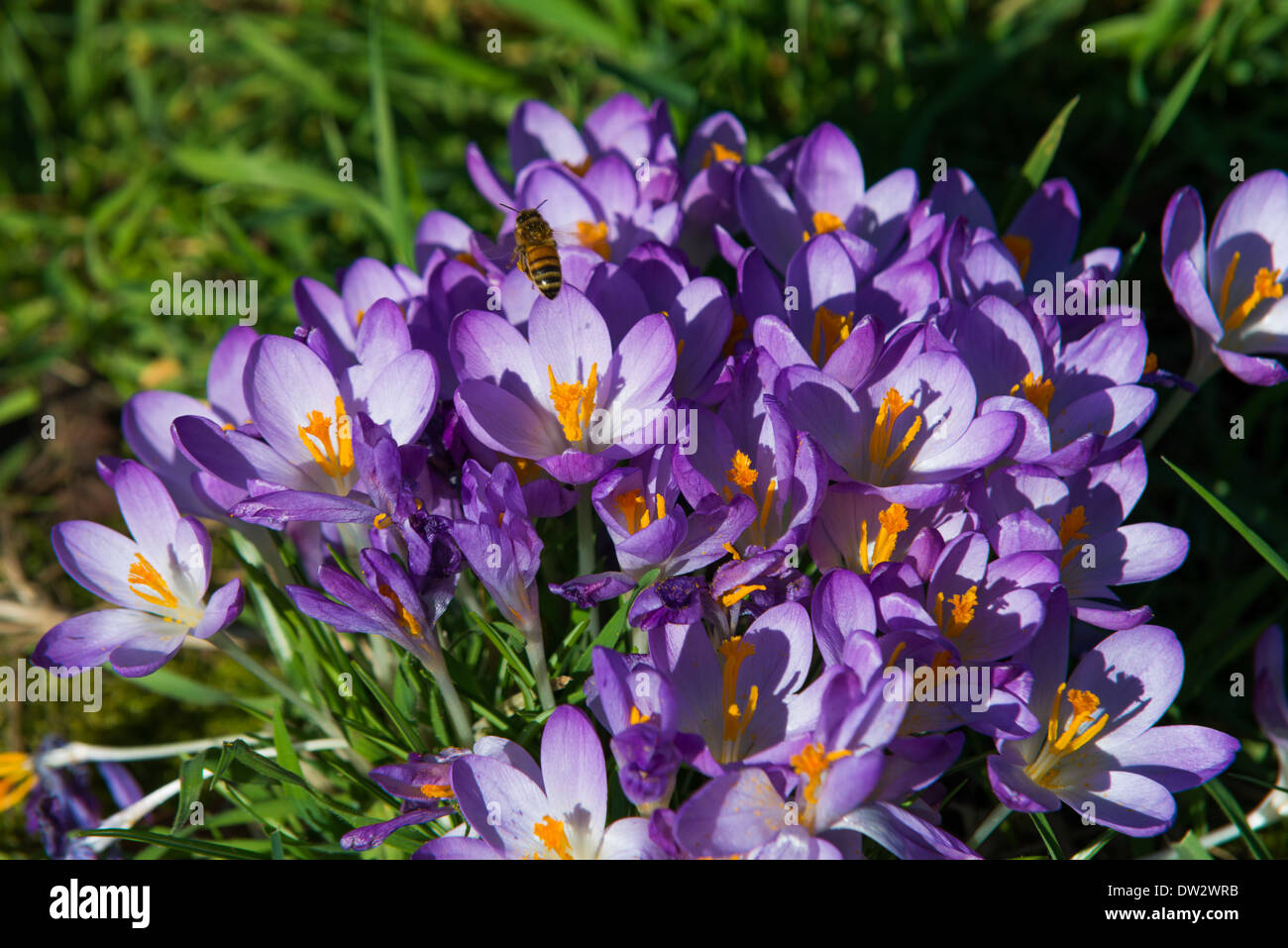 Spring in UK Stock Photo - Alamy