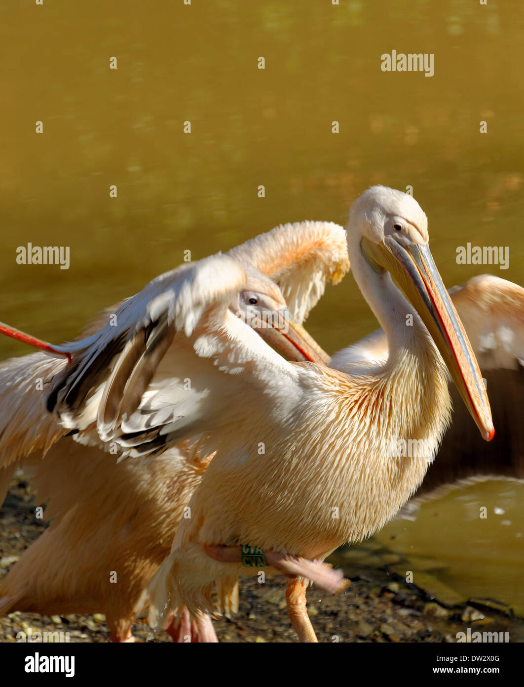 Pelican family hi-res stock photography and images - Alamy