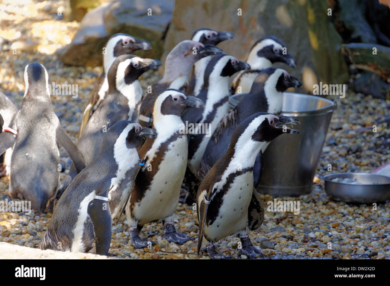 African penguin zoo hi-res stock photography and images - Alamy