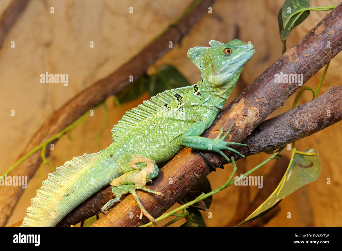 The plumed basilisk, (Basiliscus plumifrons Stock Photo - Alamy