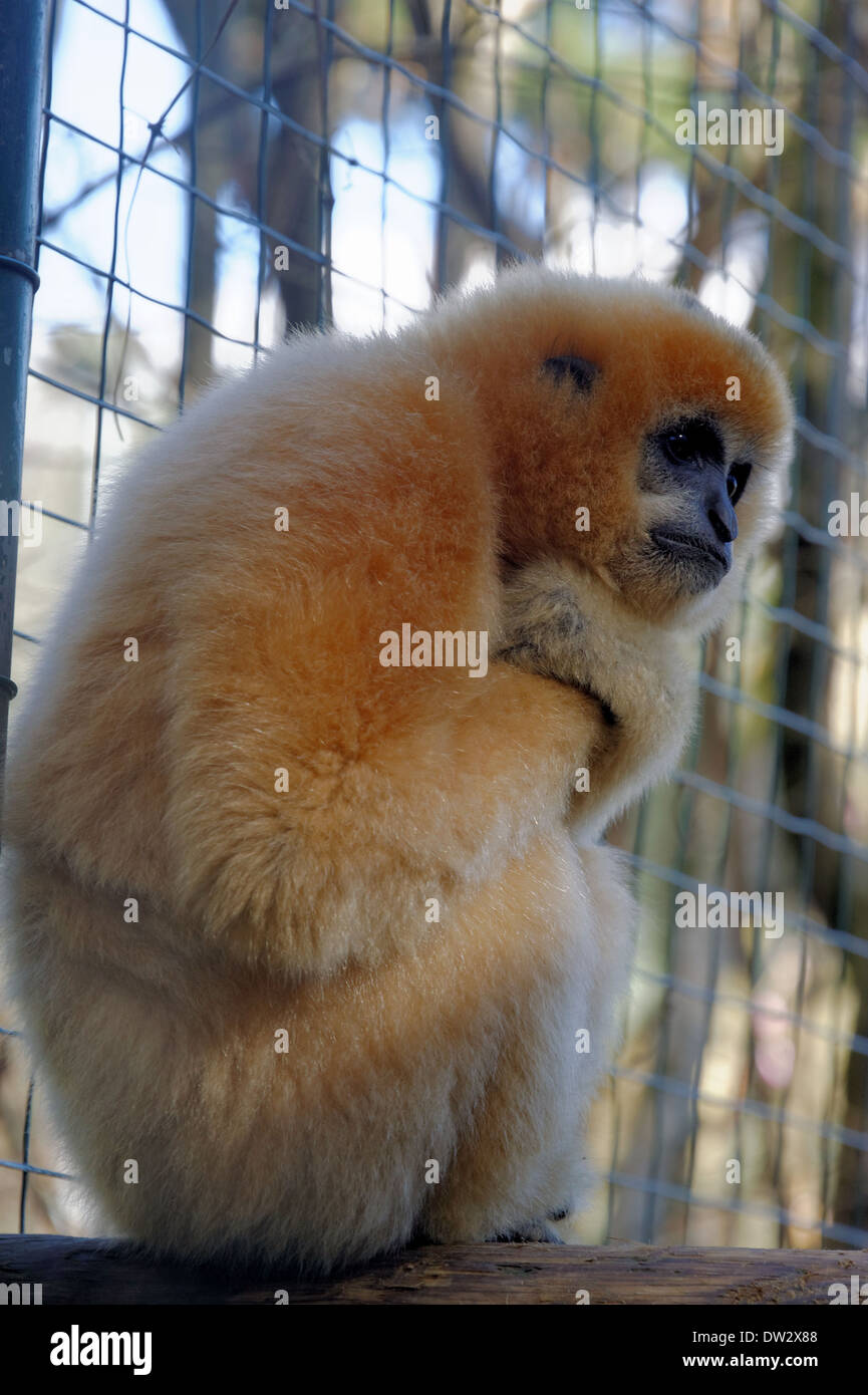 The yellow-cheeked gibbon (Nomascus gabriellae Stock Photo - Alamy