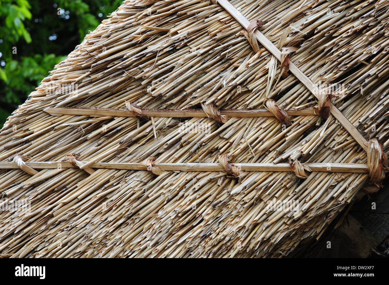 Staples in a thatched roof Stock Photo - Alamy