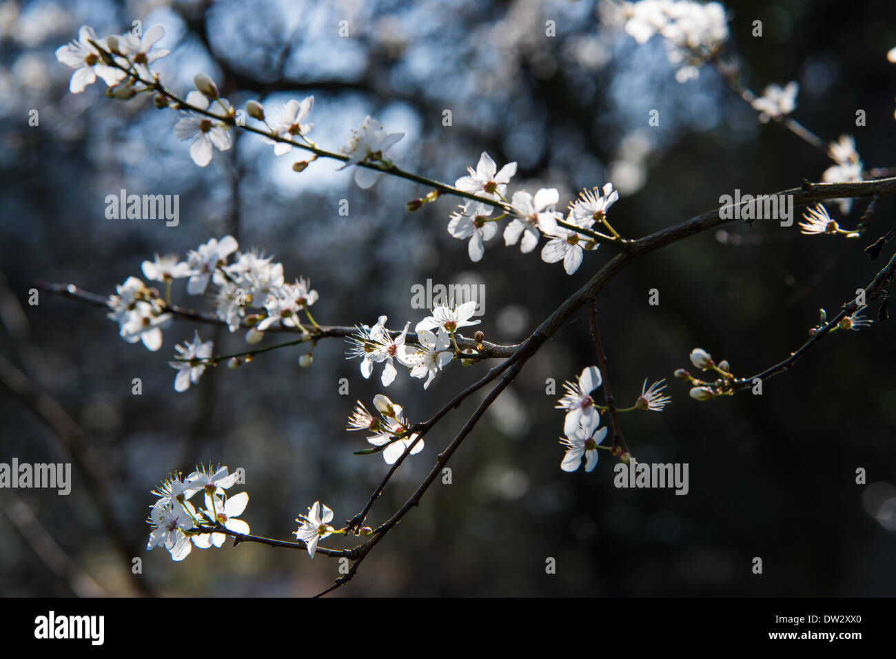 Spring in UK Stock Photo - Alamy