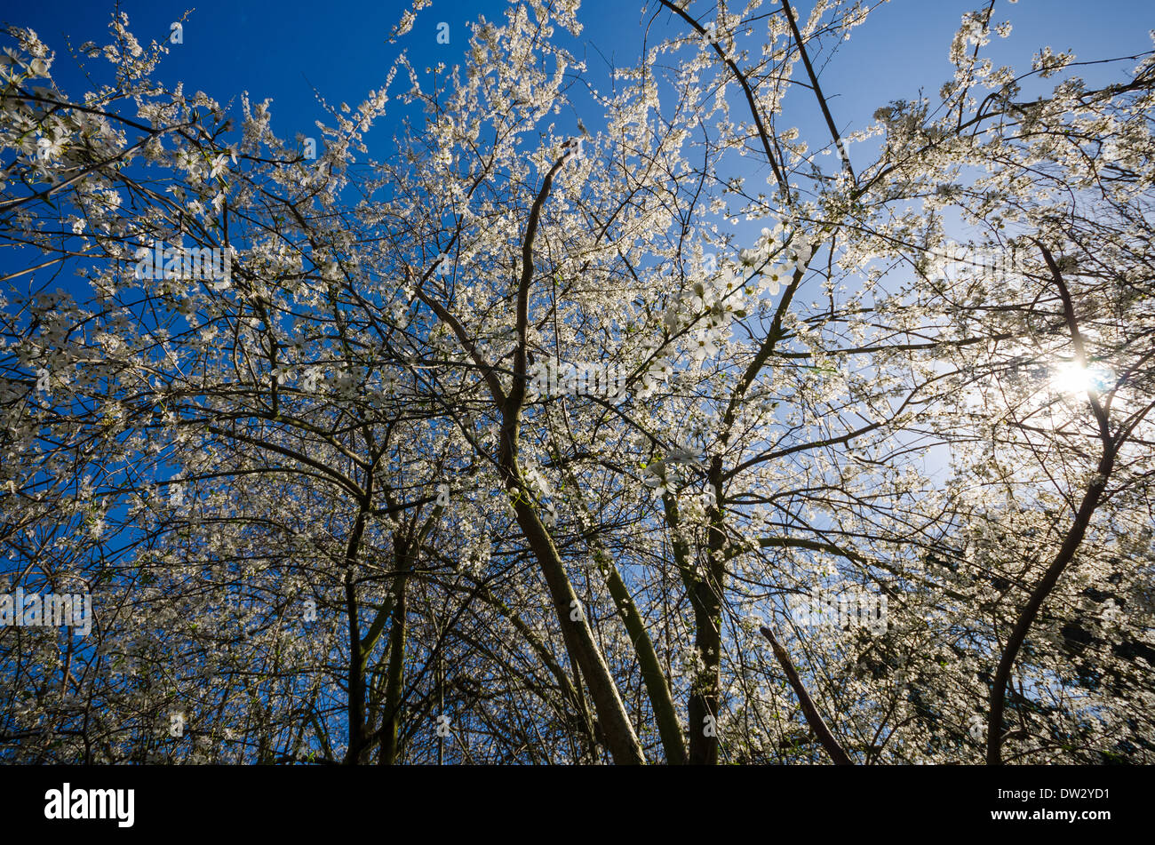 Spring in UK Stock Photo - Alamy