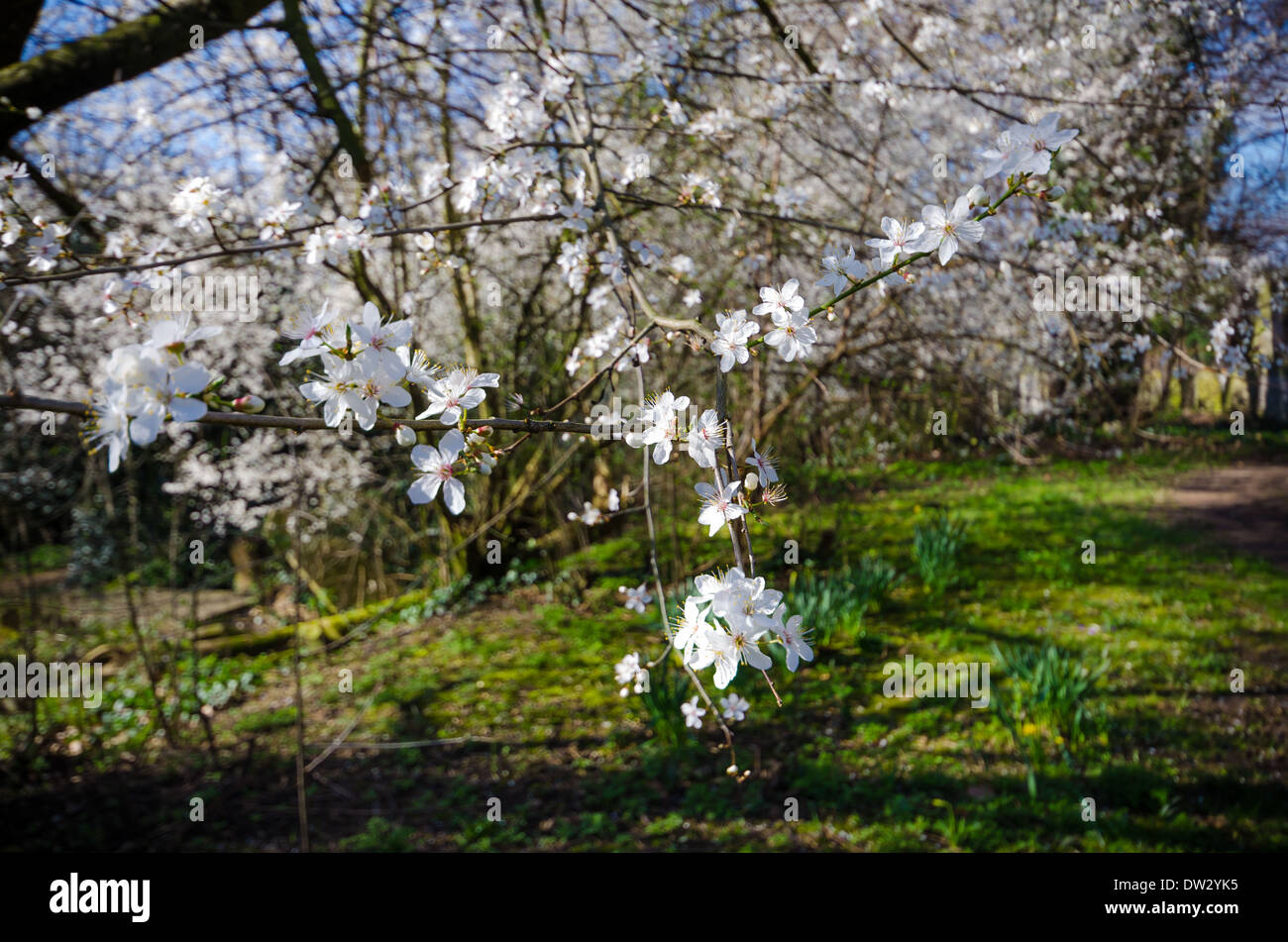 Spring in UK Stock Photo - Alamy