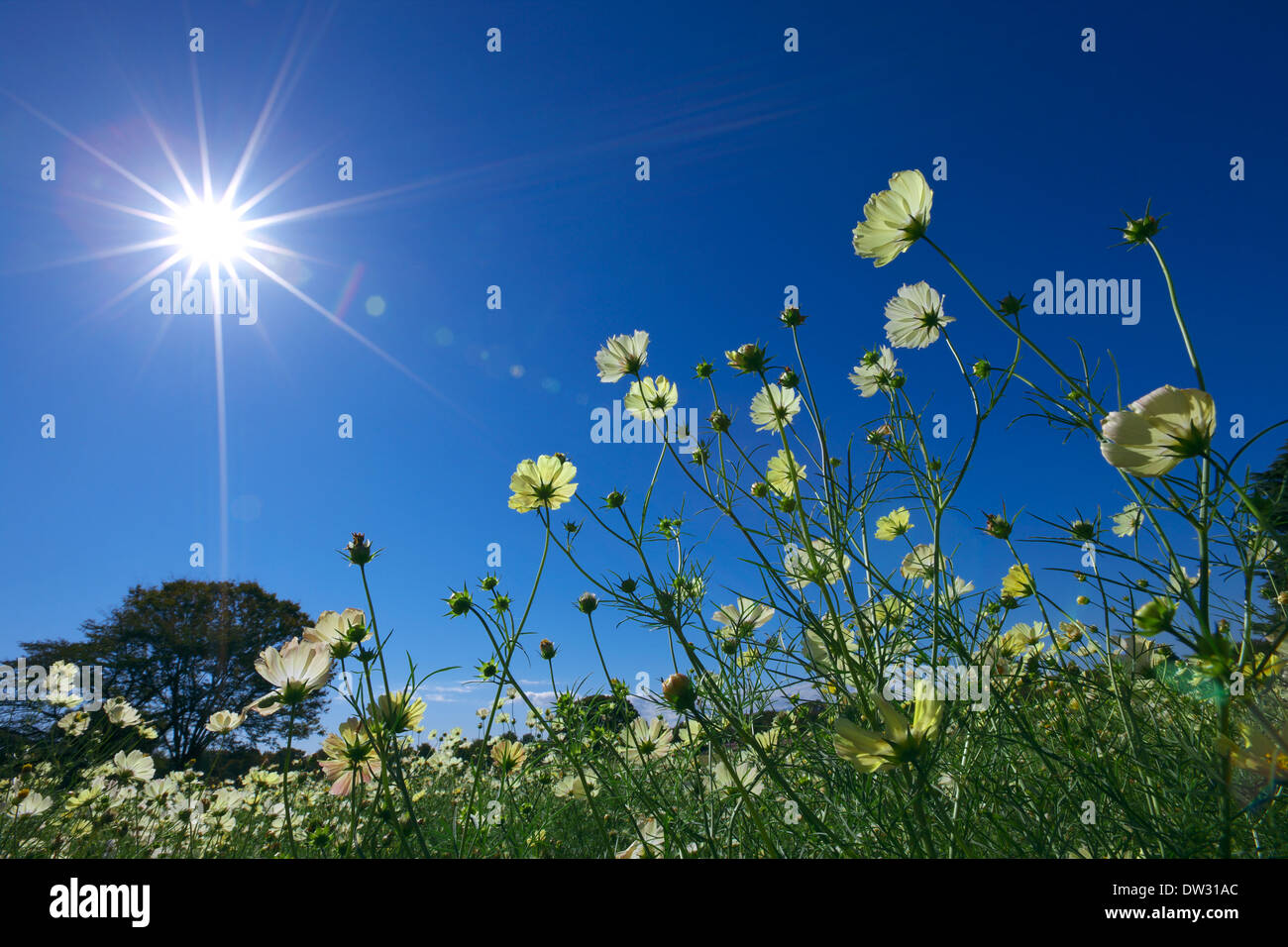 Cosmos and sky Stock Photo - Alamy