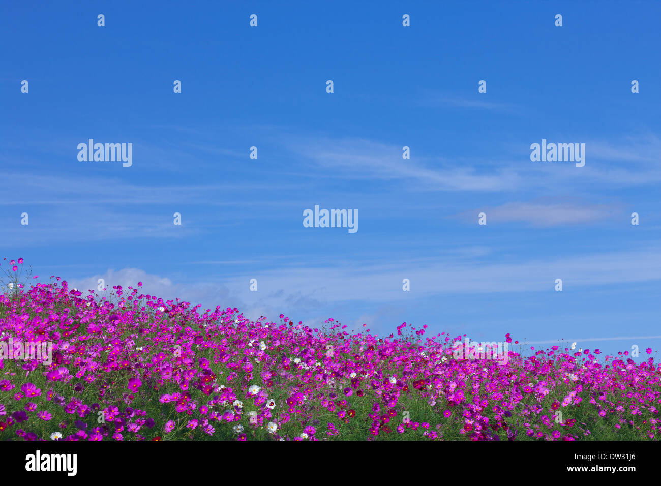 Cosmos sky hi-res stock photography and images - Alamy