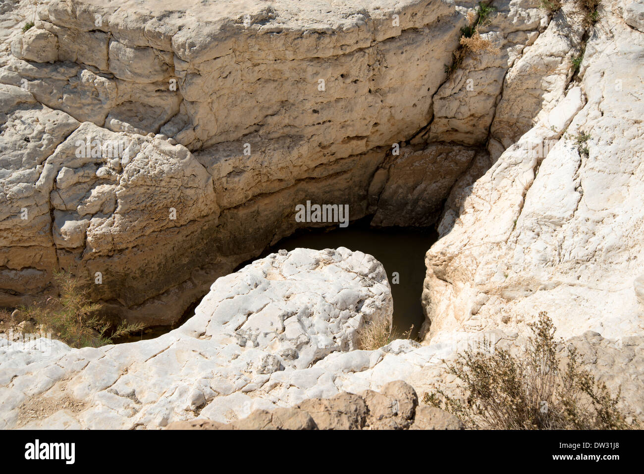 Negev Desert,Wadi Zin, Wilderness of Zin , Israel,oasis ,nature reserve ...
