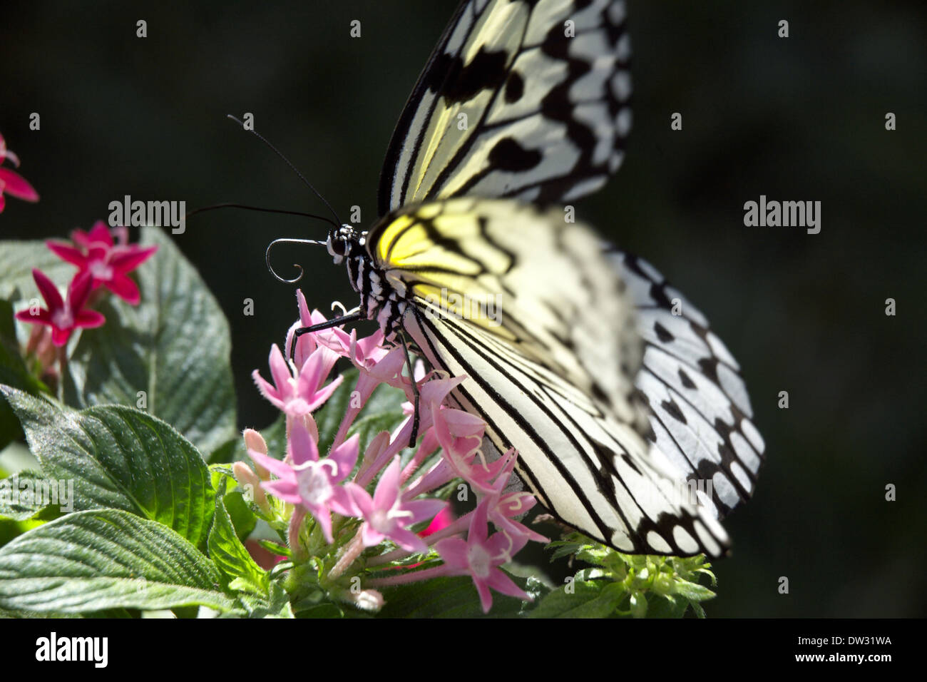 Rice Paper Butterfly - Decoupage Design Ideas