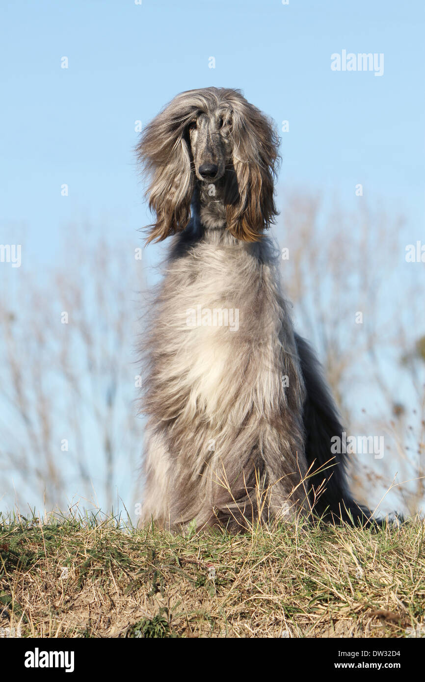 Afghan hound dog sitting hi-res stock photography and images - Alamy