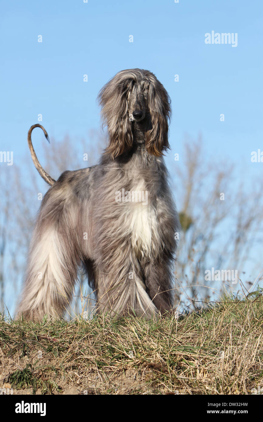 Blue Afghan Hound