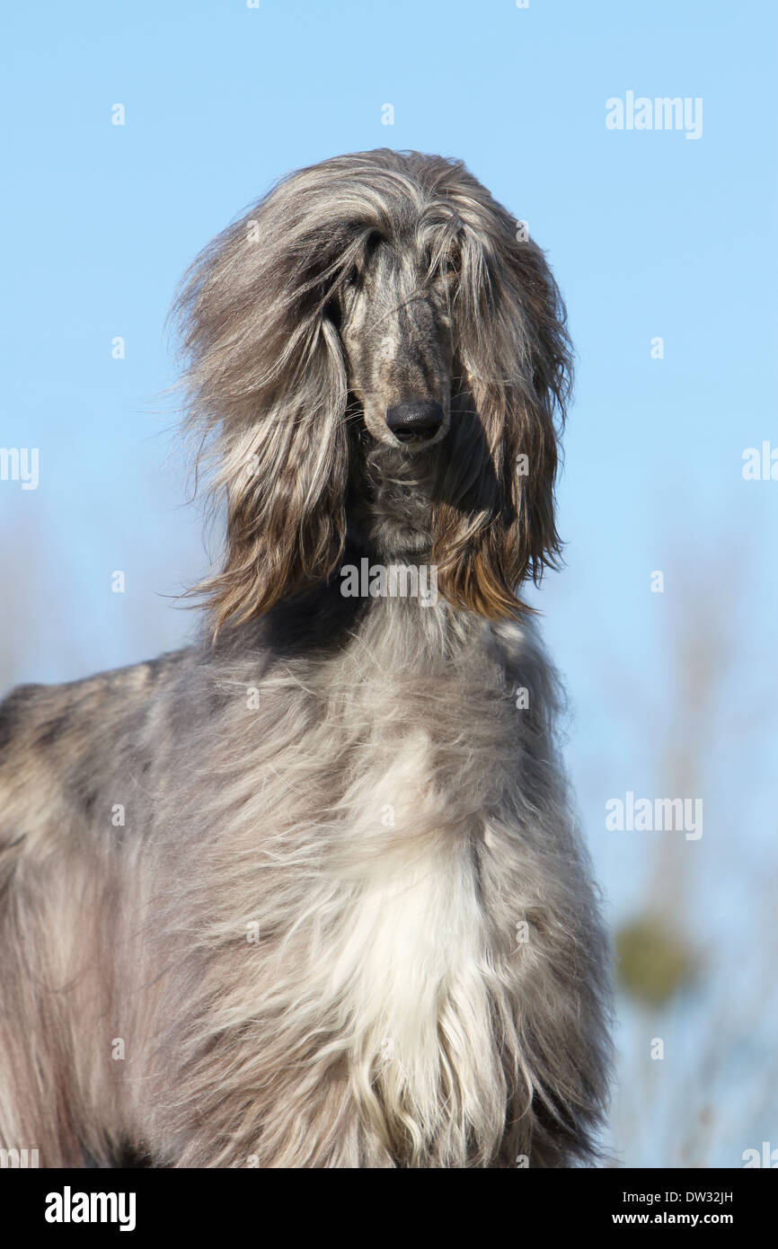 Afghanistan hound hound canis lupus hi-res stock photography and images ...