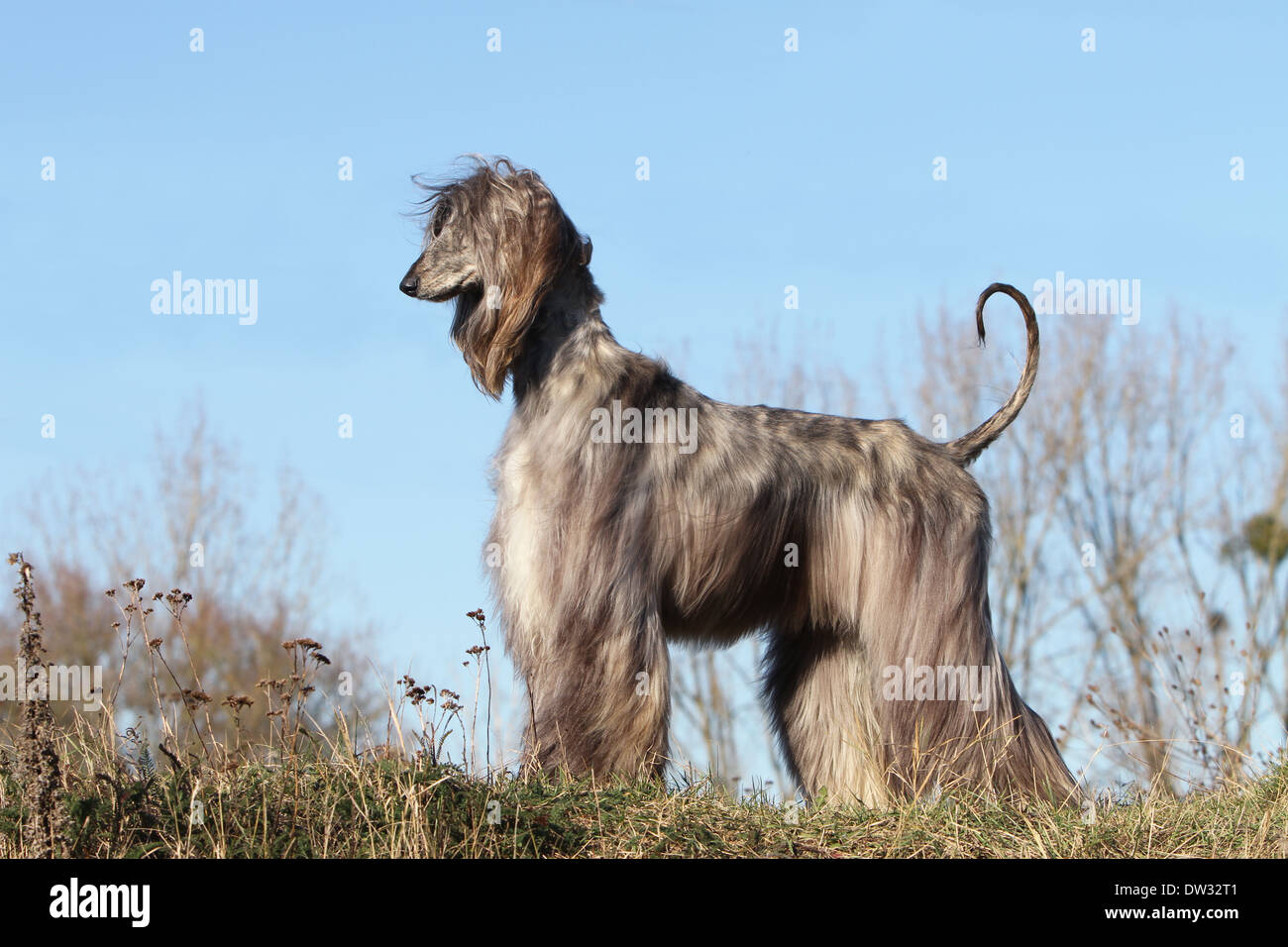 Dog Afghan Hound / adult standing in a meadow Stock Photo - Alamy