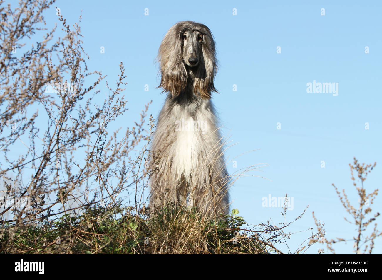 Dog Afghan Hound / adult standing in a meadow Stock Photo - Alamy