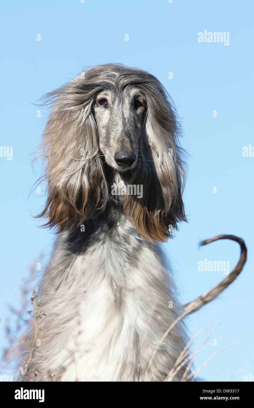 Shalgar hound hi-res stock photography and images - Alamy