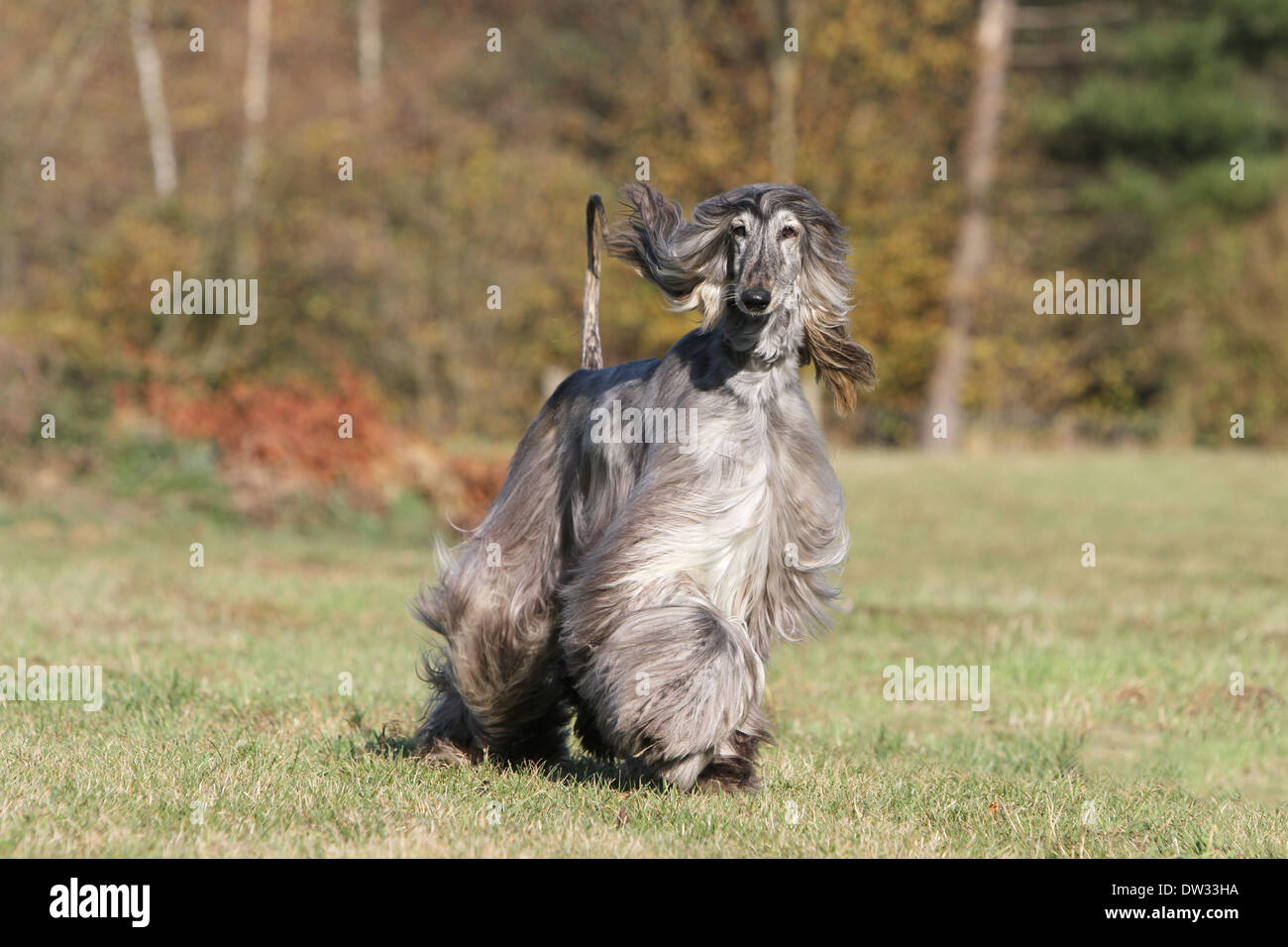Kuchi dog hi-res stock photography and images - Alamy