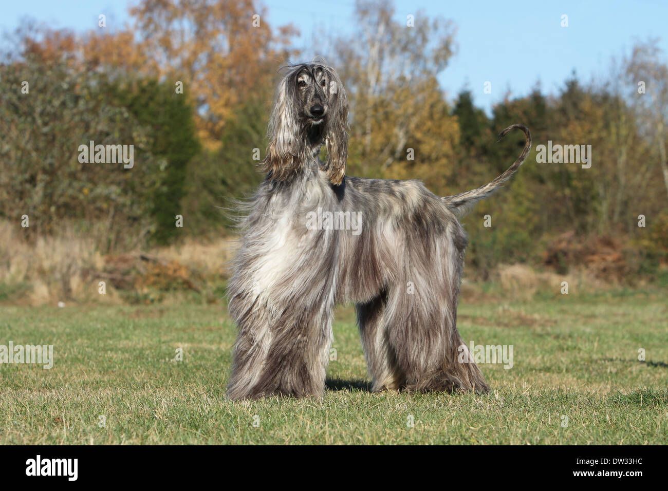 Afghan hound grass hi-res stock photography and images - Alamy