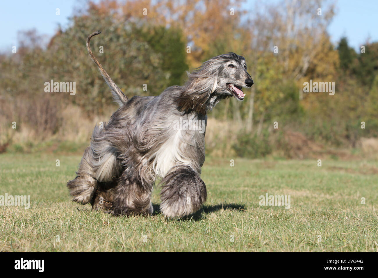 Dog Afghan Hound / adult running in a meadow Stock Photo - Alamy