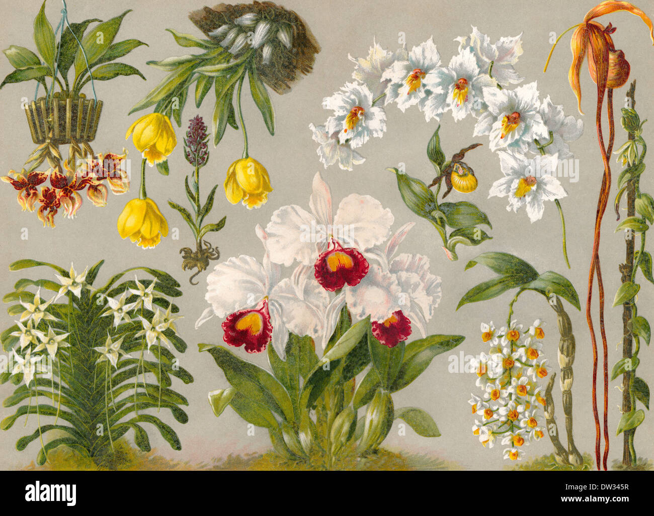 Historical illustration, orchids and orchid family (Orchidaceae Stock ...