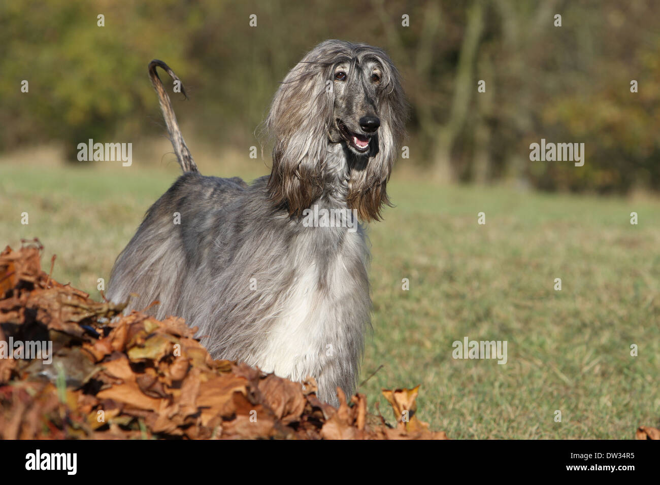 Dog Afghan Hound / adult standing in a meadow Stock Photo - Alamy
